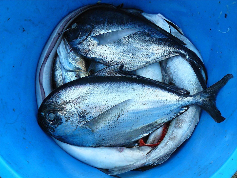 Not All Fish Is Good For You Dr Fredda Branyon Not All Fish Is Good For You Dr Fredda Branyon